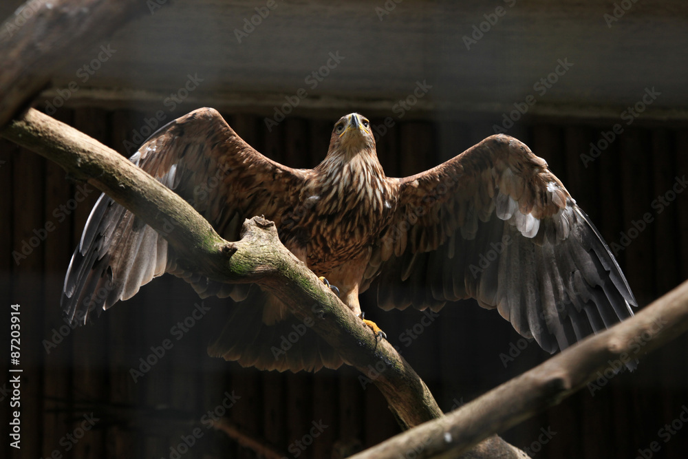 Eastern imperial eagle (Aquila heliaca). Stock Photo | Adobe Stock
