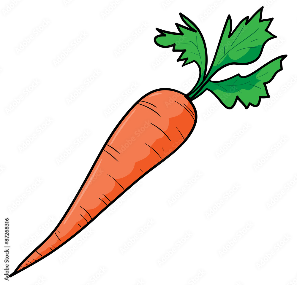 Carrot, a hand drawn vector illustration of a fresh carrot, isolated on ...
