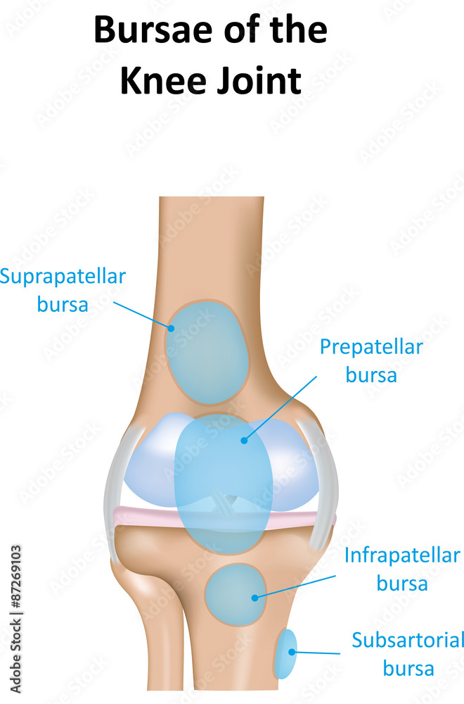 Knee Joint Bursae Stock Illustration | Adobe Stock Knee Joint Bursae Stock Illustration | Adobe Stock