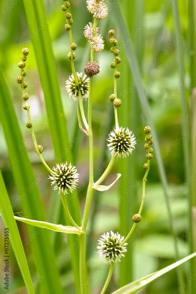 Sparganium erectum, also called Bur-reed, growing in the middle of ...