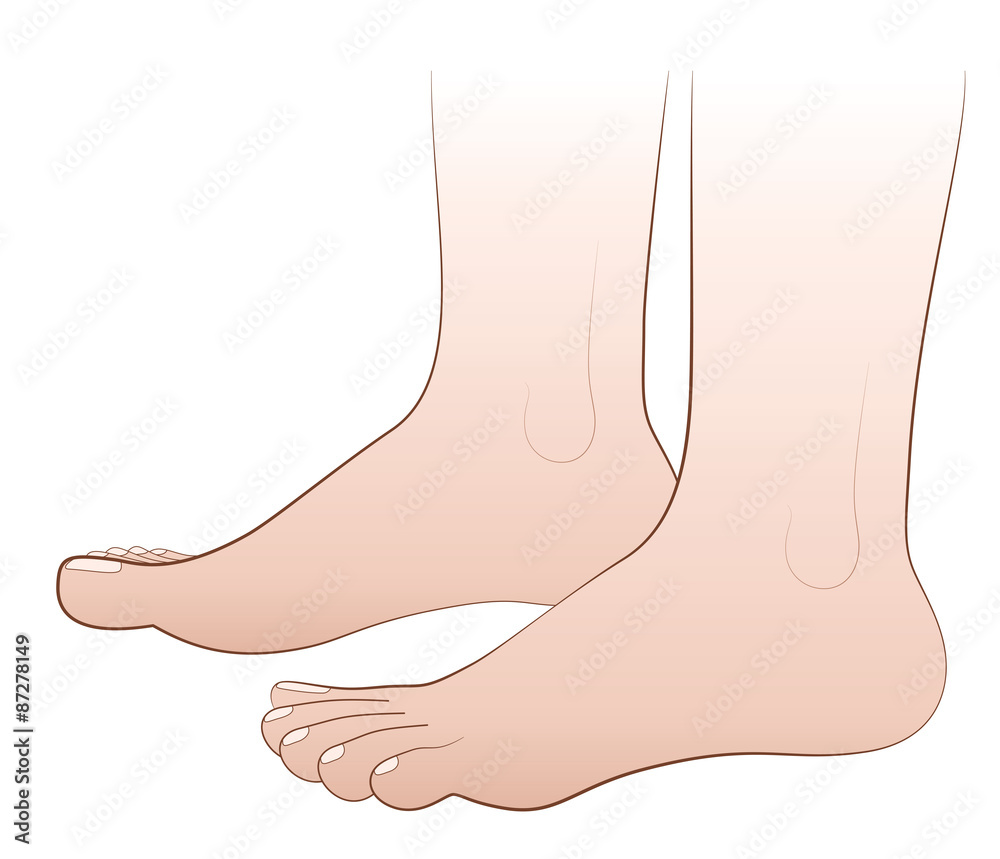 Barefoot - illustration of two human feet - isolated vector on white ...