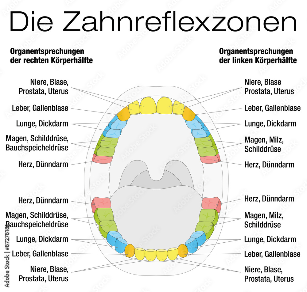 Teeth reflexology chart - permanent teeth and their corresponding ...