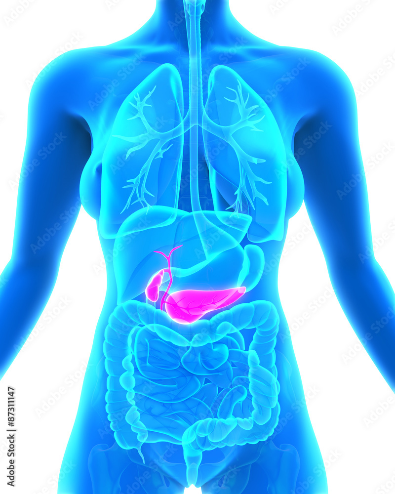 Human Gallbladder and Pancreas Anatomy Stock Illustration | Adobe Stock
