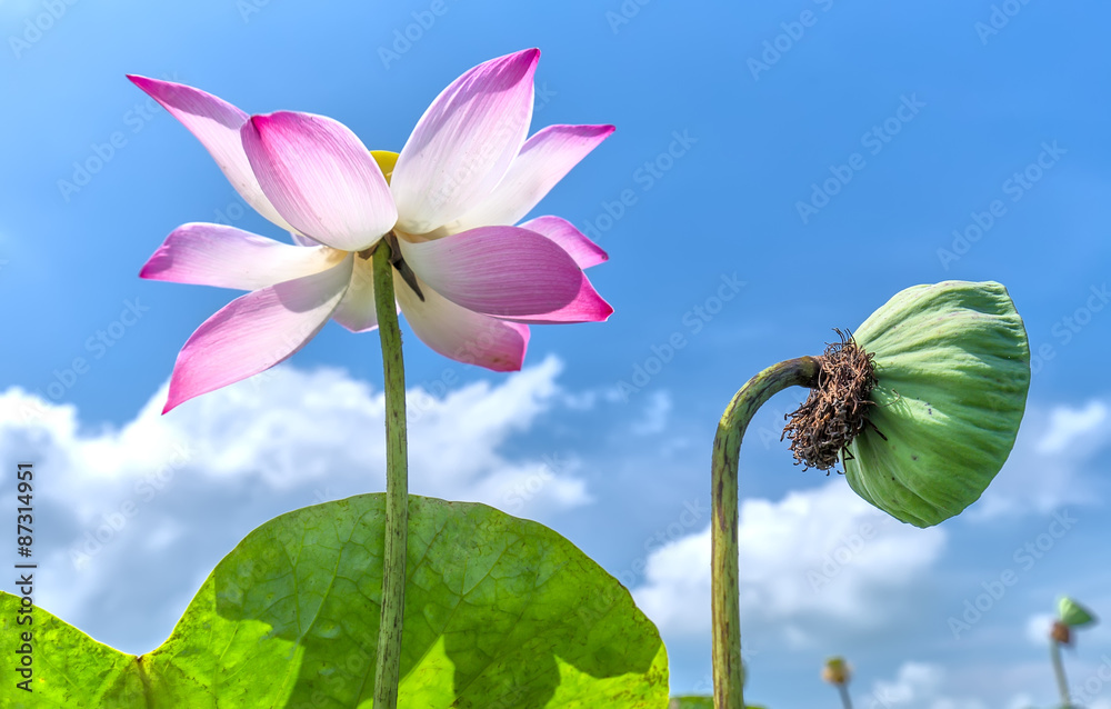 Two generations of life with lotus flower lotus old generation swing ...