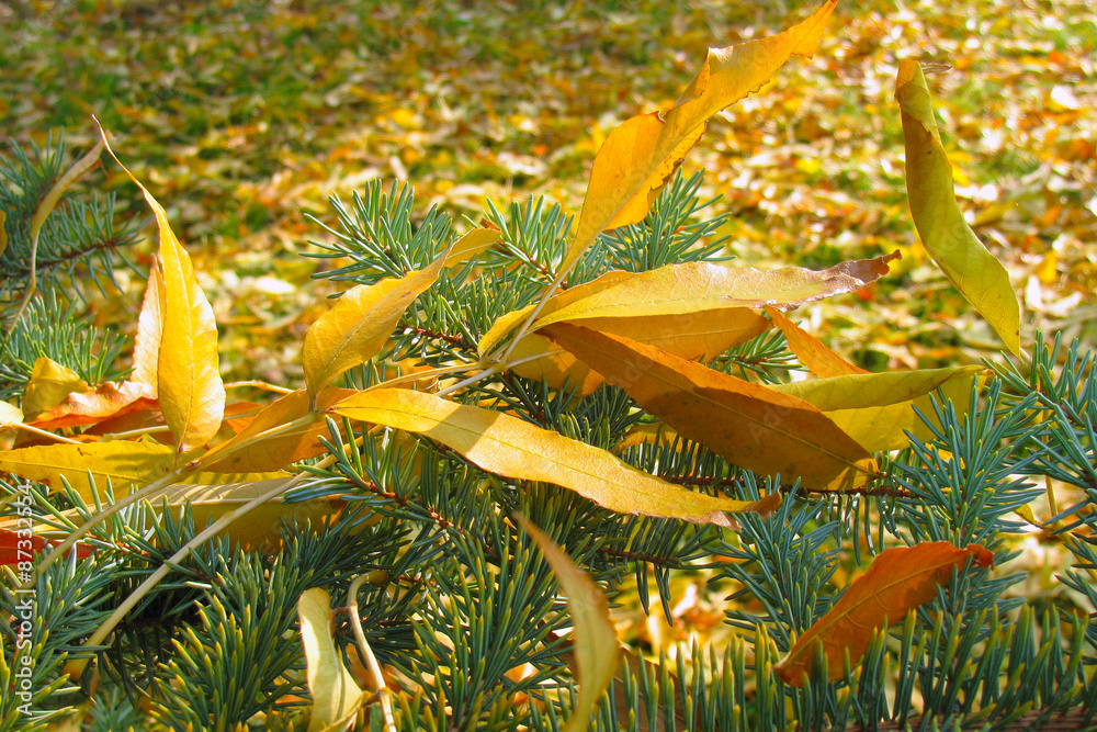 Fraxinus excelsior Ash tree golden fallen leaves on silvertip fir ...