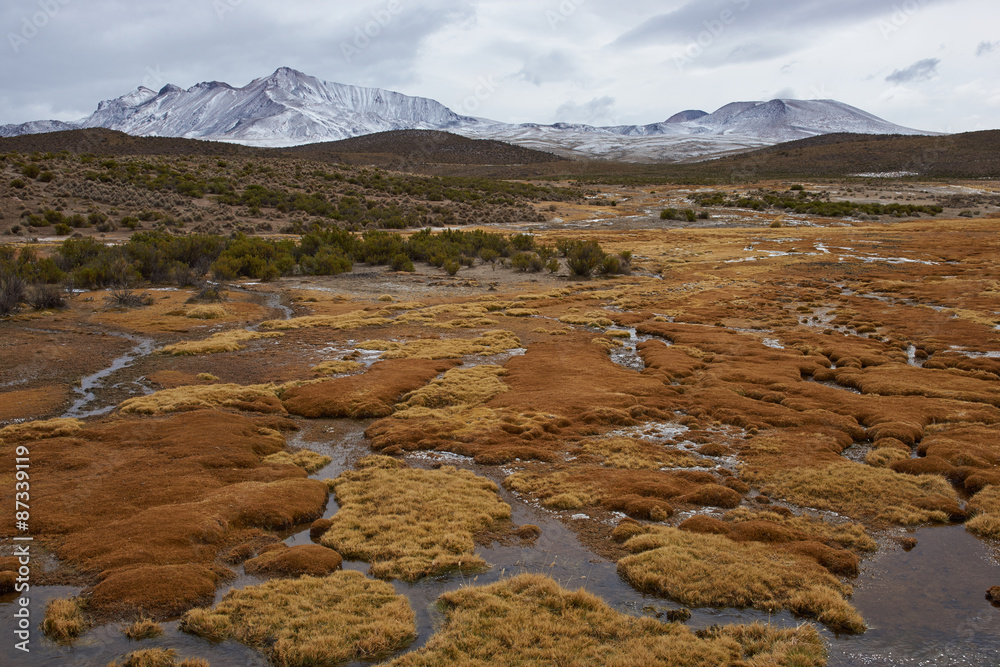 Wetland area, also known as a bofedal in Spanish, on the Altiplano of ...
