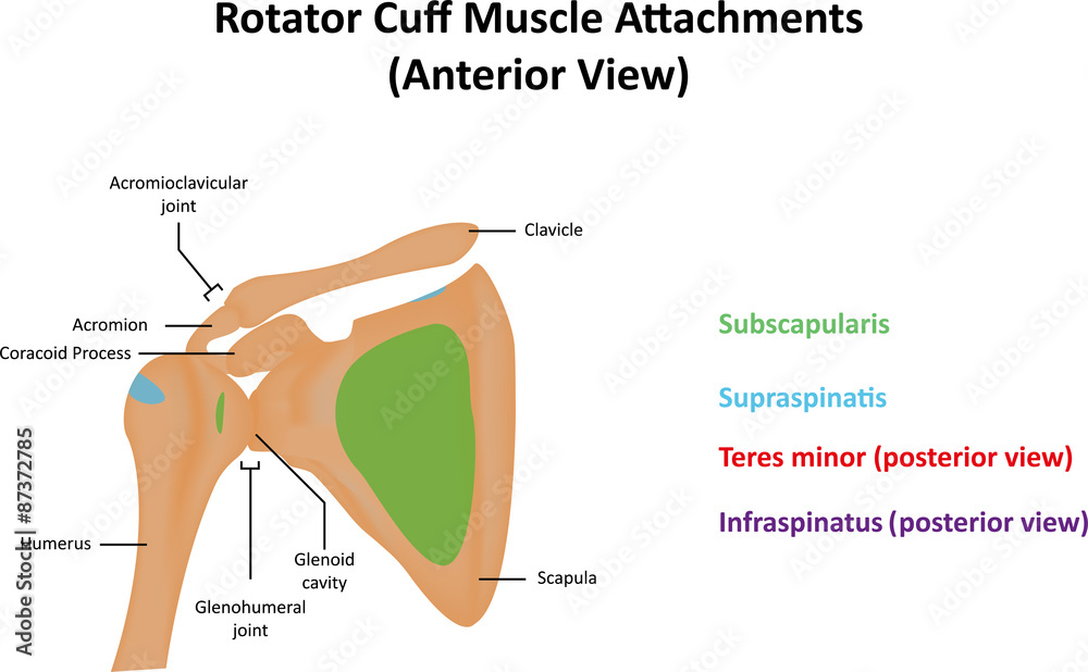 Rotator Cuff Muscles Stock Illustration | Adobe Stock
