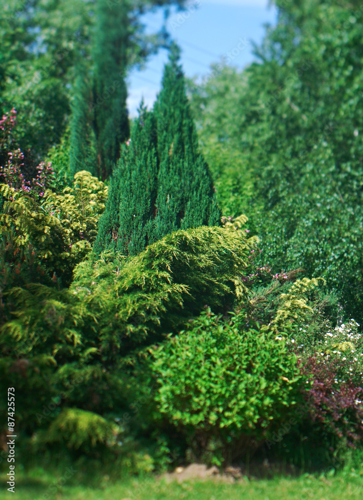 Colorful Bushes Stock-Foto | Adobe Stock