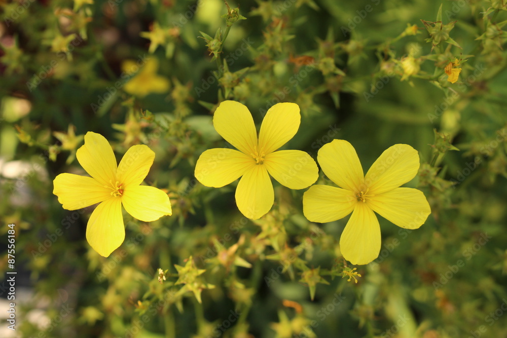 Yellow Flax Flower