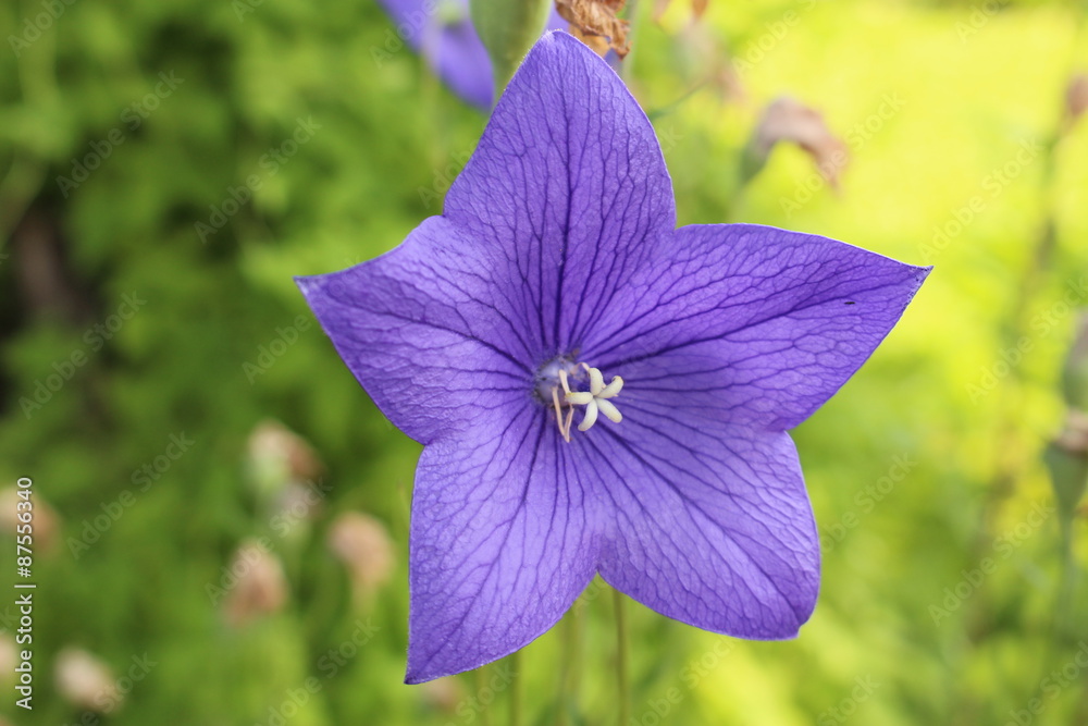 Blue "Balloon Flower" (or Chinese Bellflower, Korean Bellflower ...