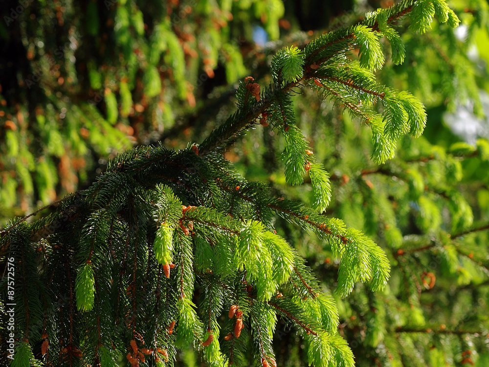 Fichtenzweig Stock-Foto | Adobe Stock