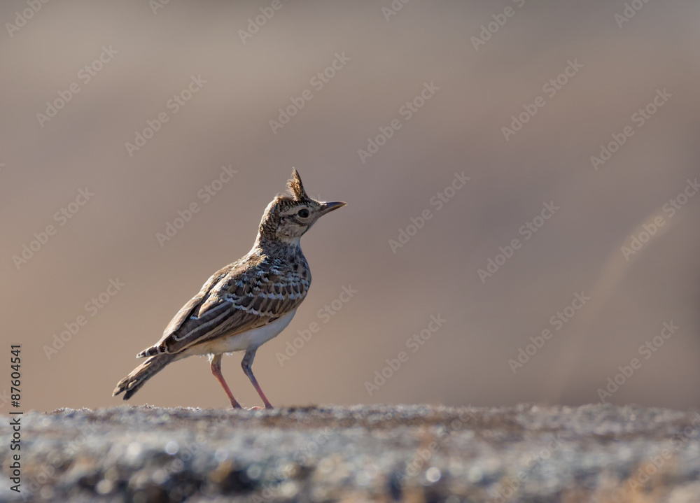 Crested Lark. Common bird species of the family of larks, photographed ...