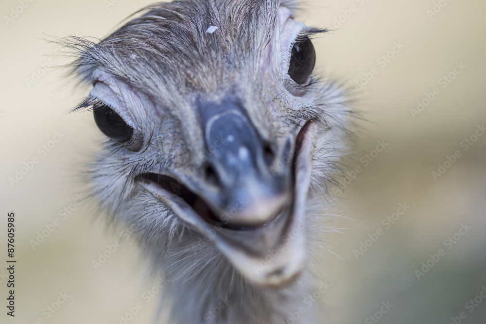 rhea or ostrich Stock Photo | Adobe Stock