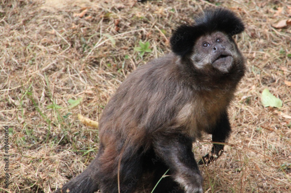 Capucin brun. Stock Photo | Adobe Stock