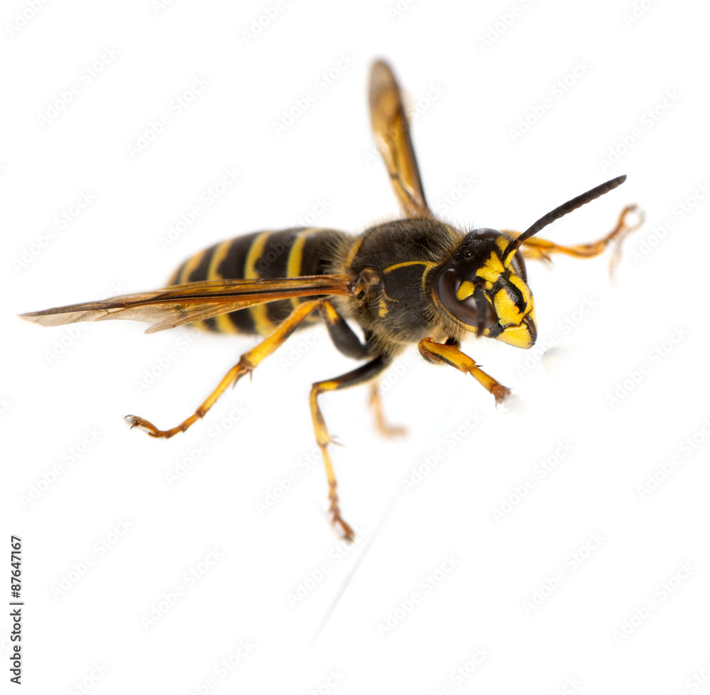 Wasp in front of a white background Stock Photo | Adobe Stock