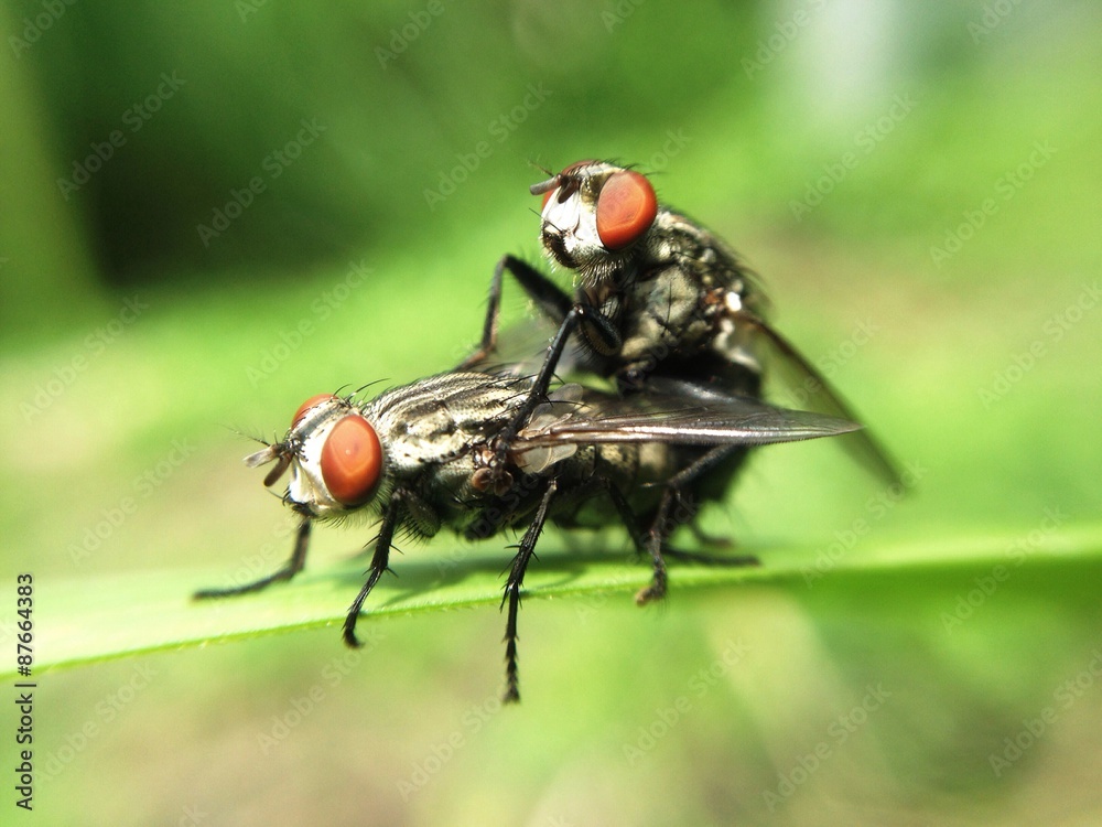 mating fly Stock Photo | Adobe Stock