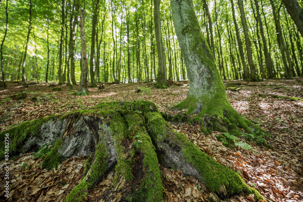 life in a forest Stock Photo | Adobe Stock