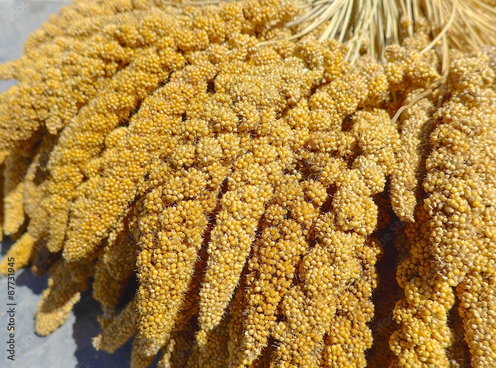 The crops of millet for aborigines in Taiwan Stock Photo | Adobe Stock