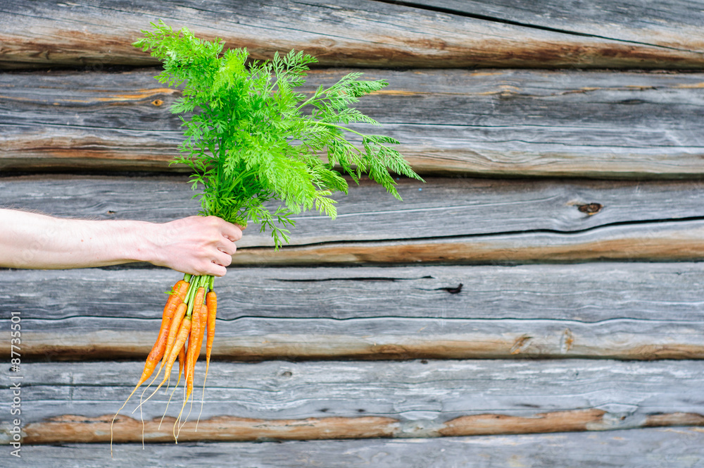 Bouquet of fresh washed carrot in man hand Stock Photo | Adobe Stock