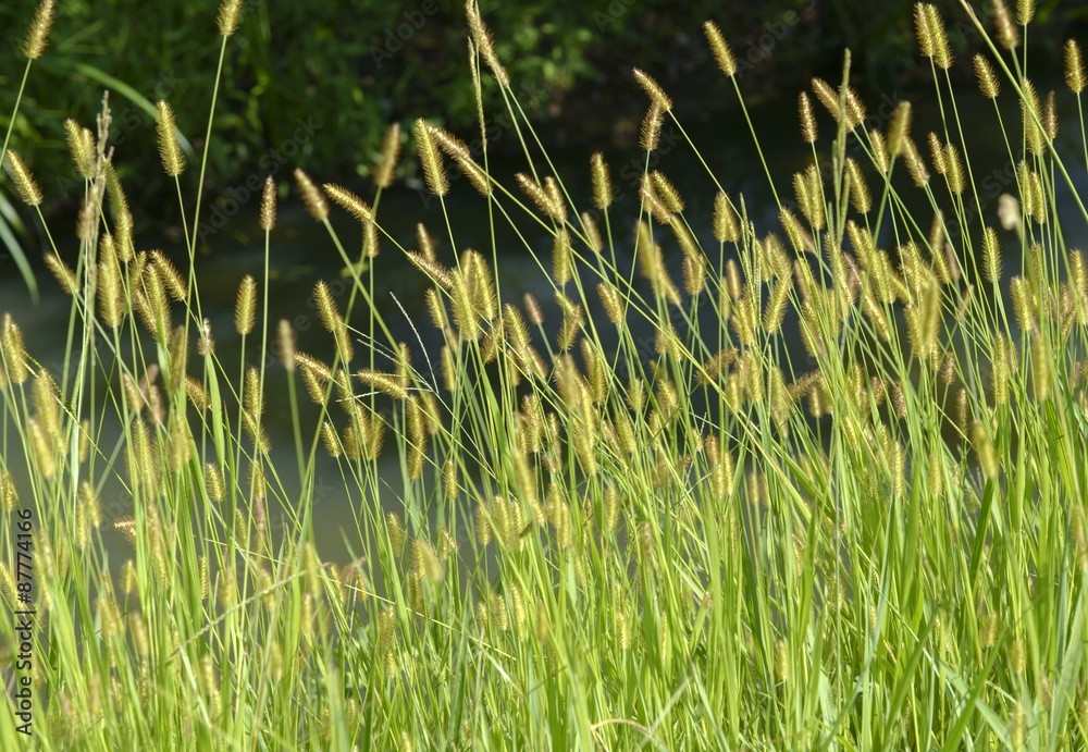 foxtail weed in the green nature Stock Photo | Adobe Stock