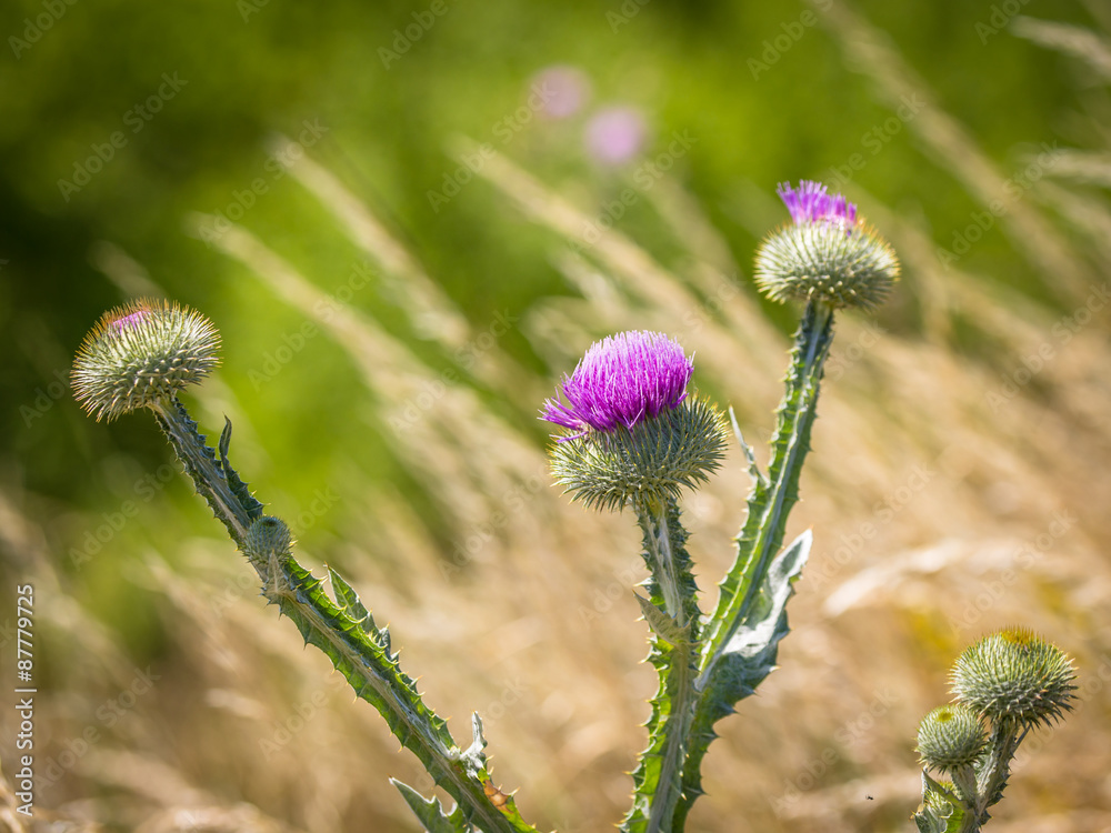 Distel Stock-Foto | Adobe Stock
