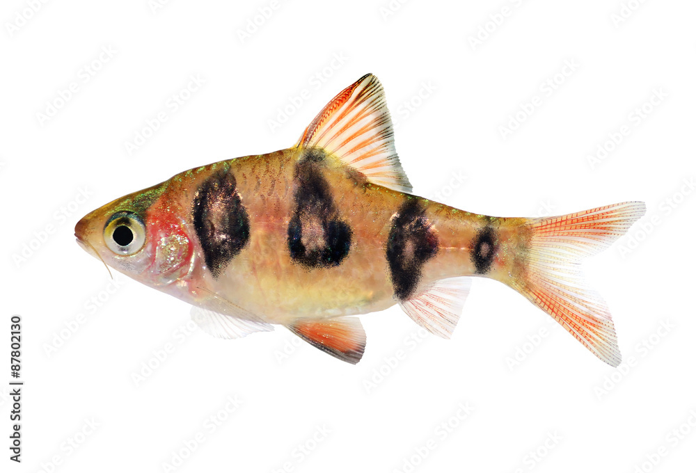 Aquarium fish Rhombo Barb Puntius rhomboocellatus freshwater tropical ...