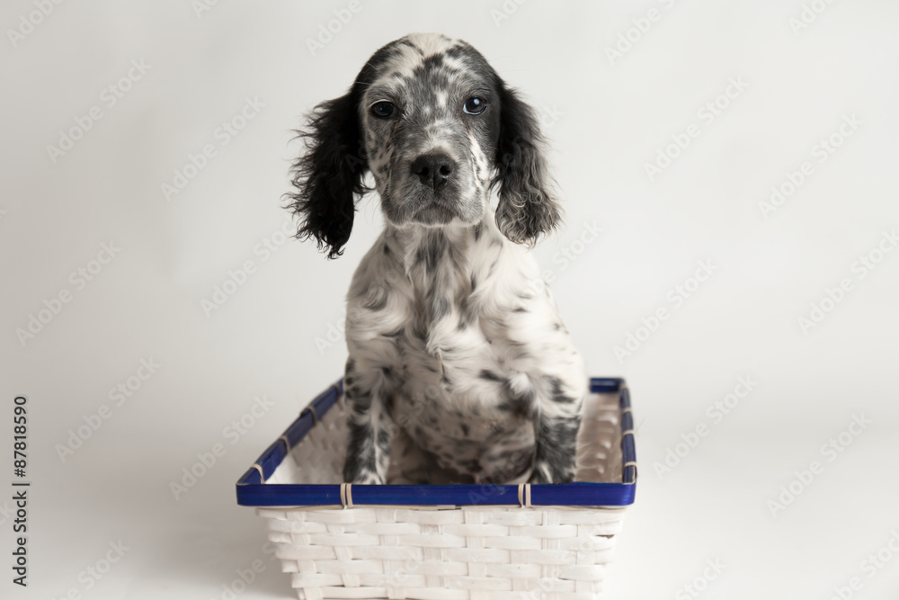 Ritratto di cucciolo di cane setter inglese dentro una cassetta in ...