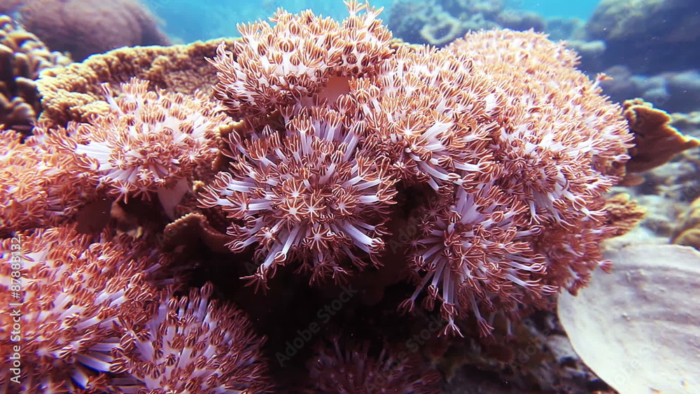 Pom Pom Xenia Coral Frag