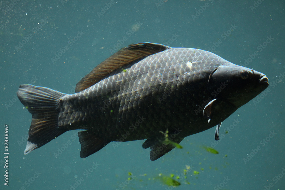 Foto de Wild common carp (Cyprinus carpio) do Stock | Adobe Stock