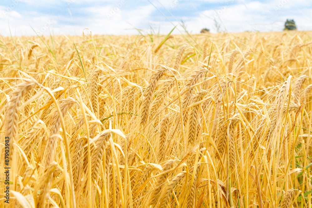 Gerstenfeld im Sommer Stock-Foto | Adobe Stock