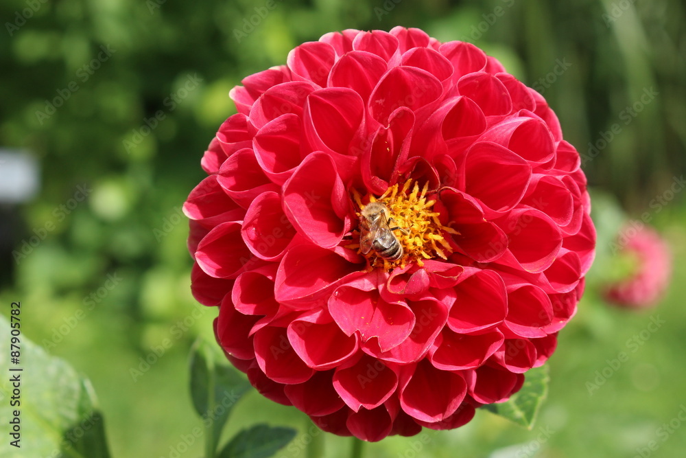 Mexican National Flower