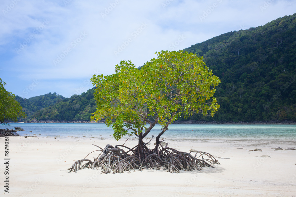 beach mangrove, mangrove forest plant growing by the ocean sand beach ...