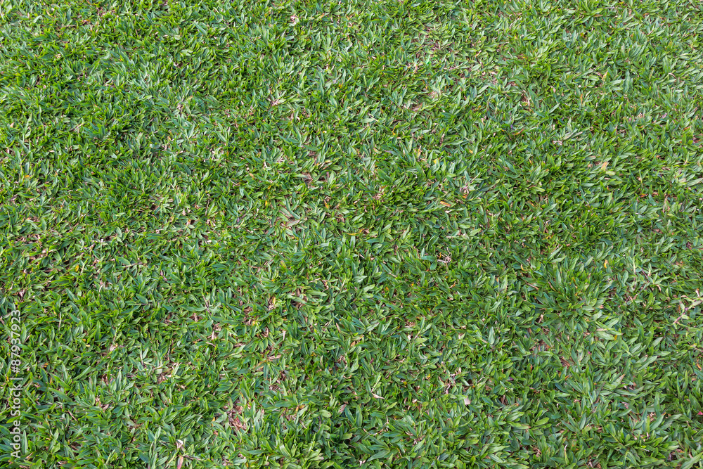 Textura de gramado Stock Photo | Adobe Stock