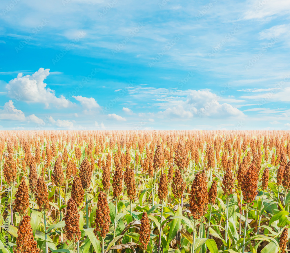 image of sorghum field and clear blue sky for background usage. Stock ...