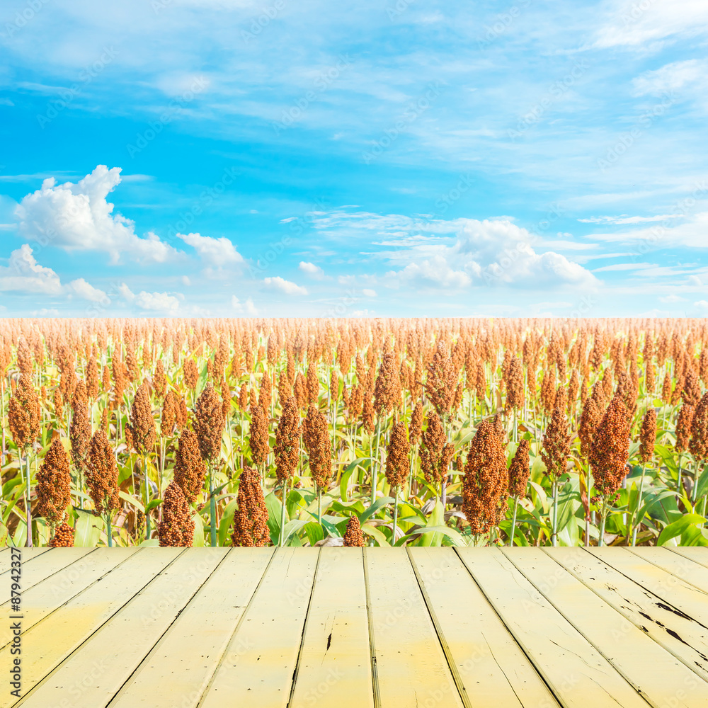 image of sorghum field and clear blue sky for background usage. Stock ...