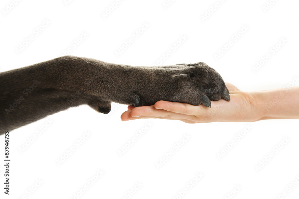 Dog paw and human hand, isolated on white Stock Photo | Adobe Stock