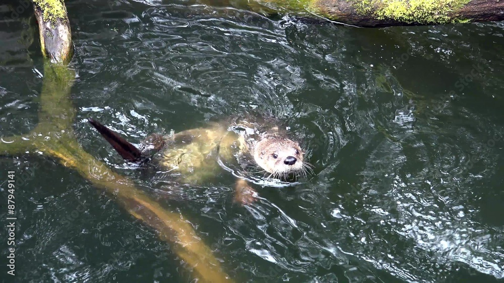 Vidéo Stock Otter / Lutrinae | Adobe Stock