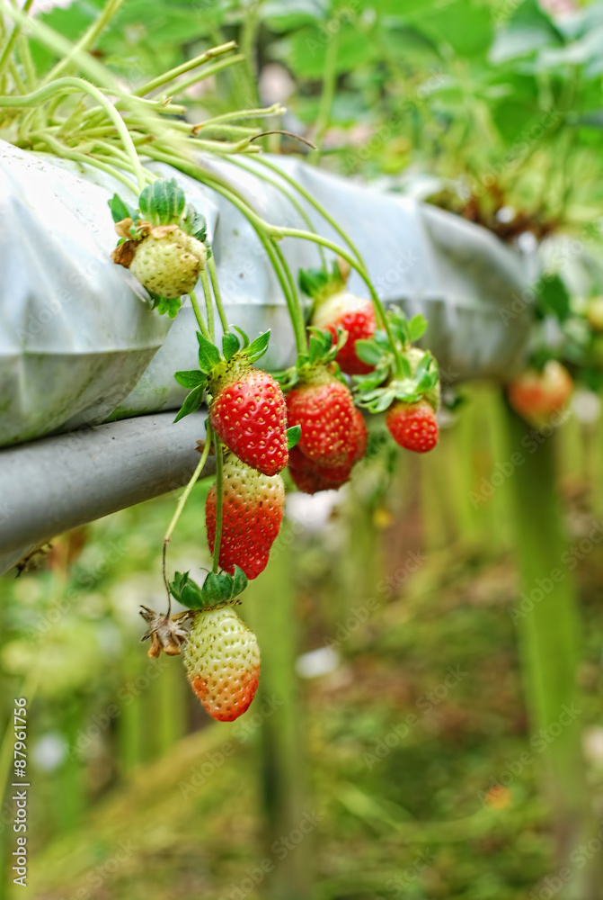 strawberry farm during harvesting season. blurred background with some ...
