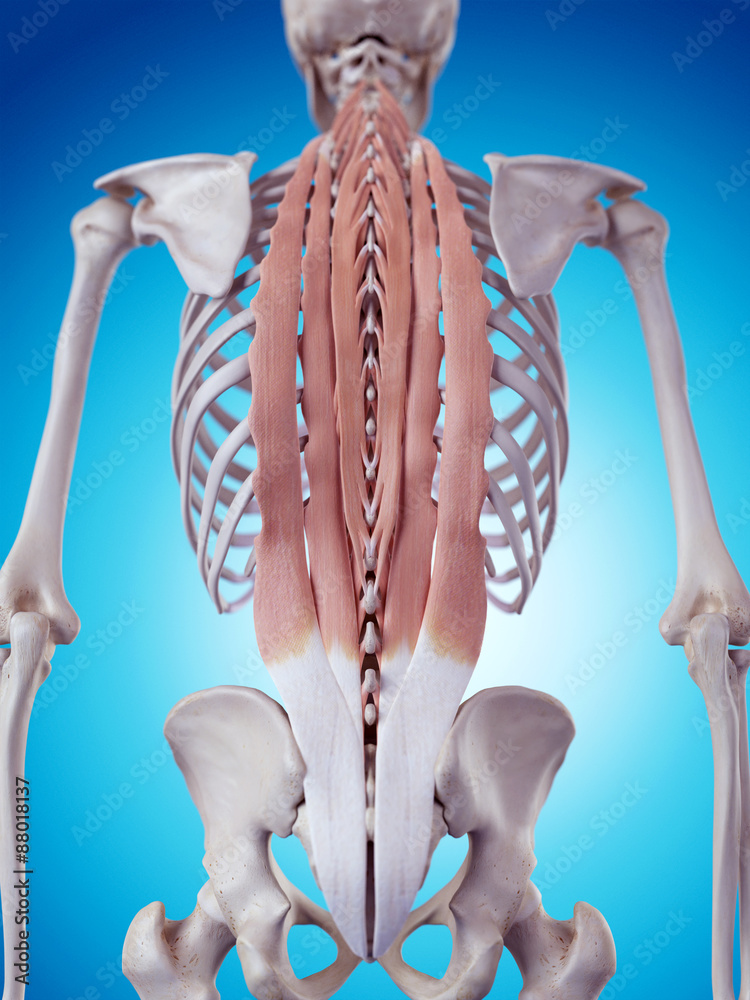 medically accurate illustration of the deep back muscles Stock ...