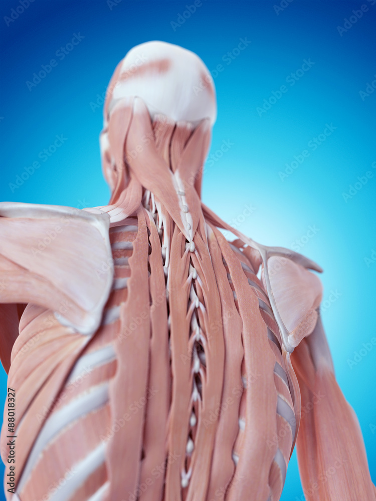 medically accurate illustration of the neck anatomy Stock Illustration ...