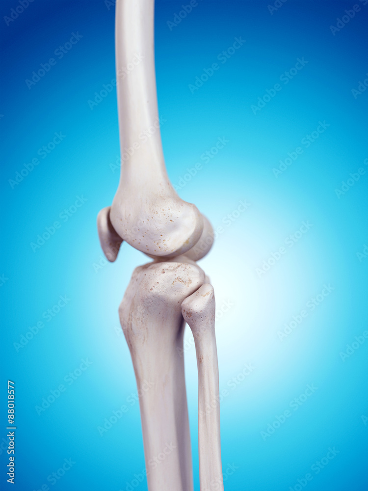 medically accurate illustration of the knee anatomy Stock Illustration ...