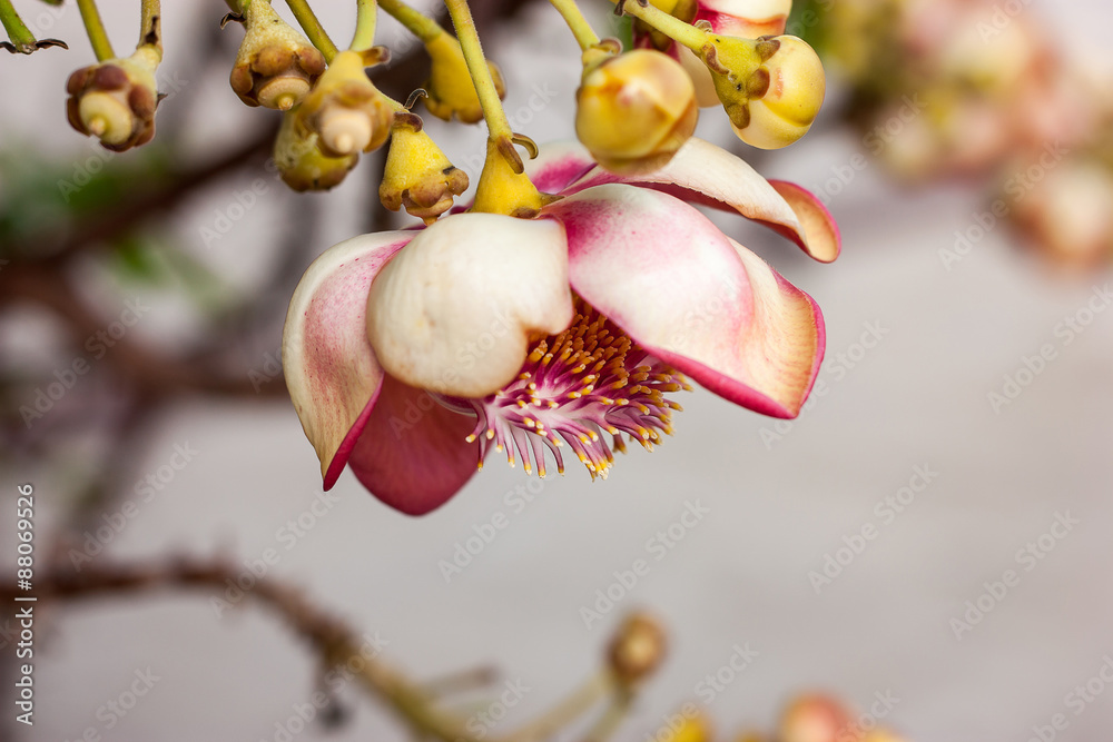 Flower Sal Tree Stock Photo | Adobe Stock