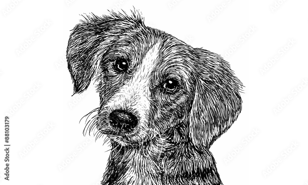 Dog 01 Monochrome / Drawing monochrome illustration vector. Stock ...