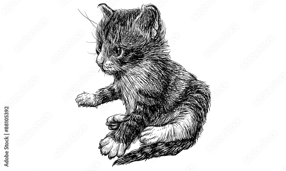 How To Draw A Real Baby Cat