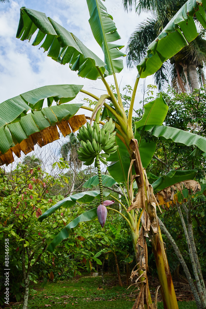 Bananenstaude Stock Photo | Adobe Stock