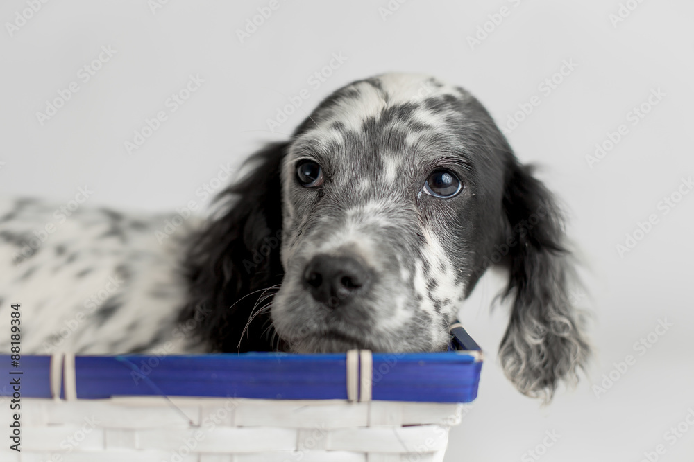 Ritratto ravvicinato di un cucciolo di cane setter inglese dentro una ...