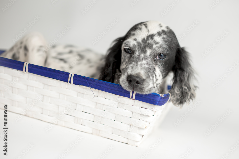 Ritratto di un cucciolo di cane setter inglese dentro una scatola in ...
