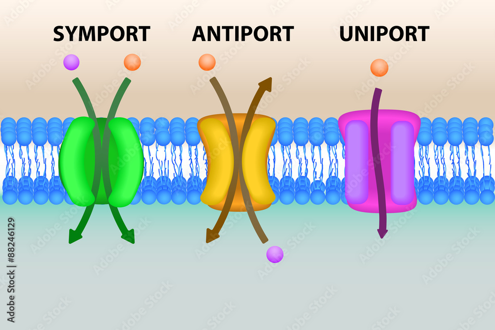 Cell membrane transport systems illustration Stock Vector | Adobe Stock