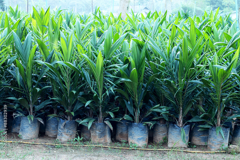 Yong Oil palm trees Stock Photo | Adobe Stock