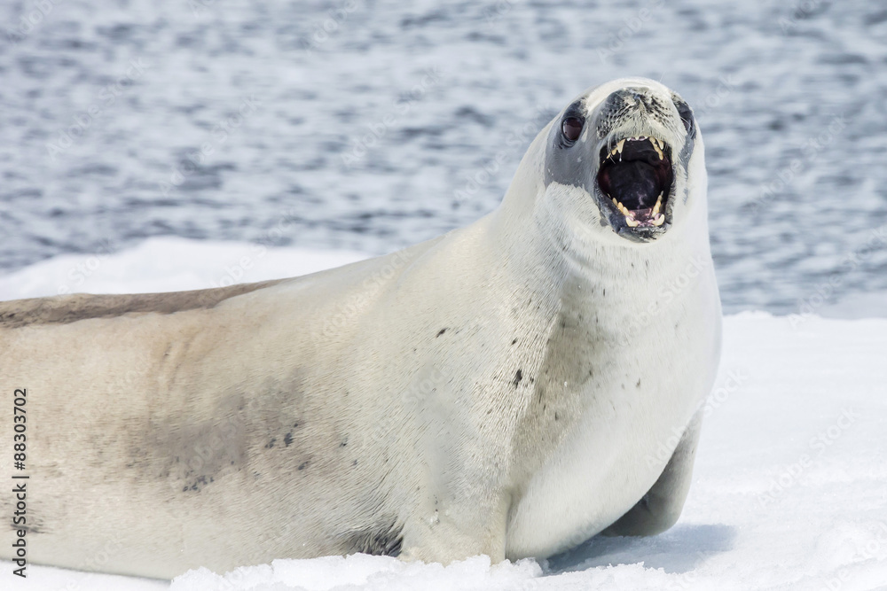 Crabeater seal (Lobodon carcinophaga) showing teeth while resting on ...